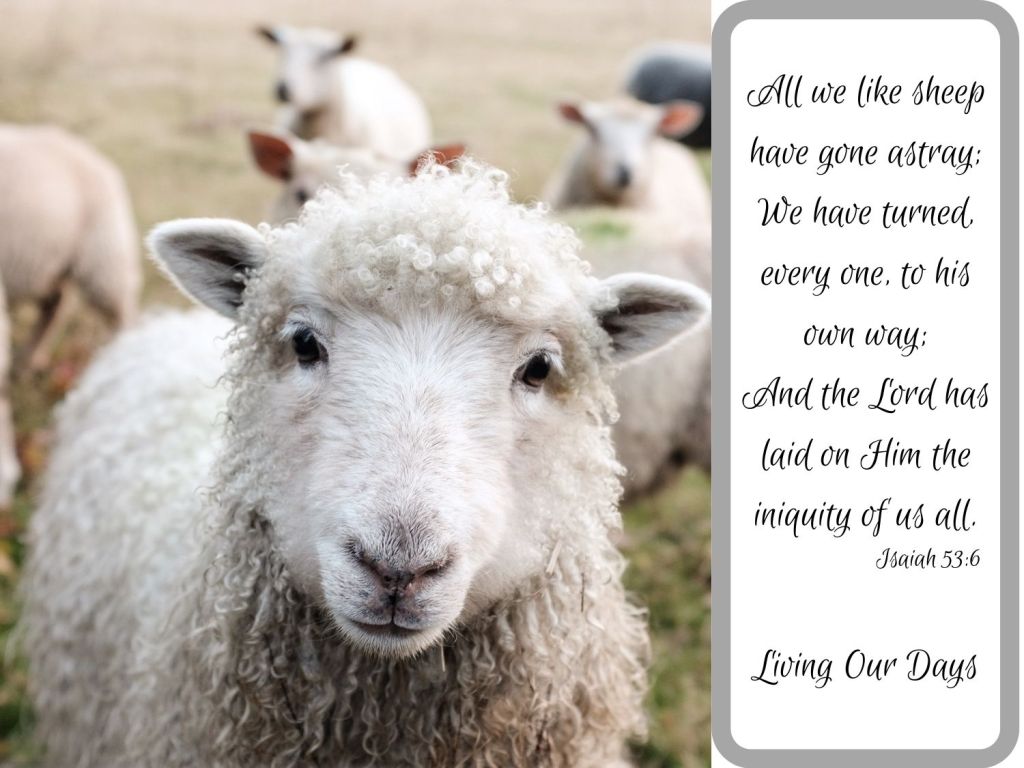 Is There an Upside to Being a Sheep? – Living Our Days