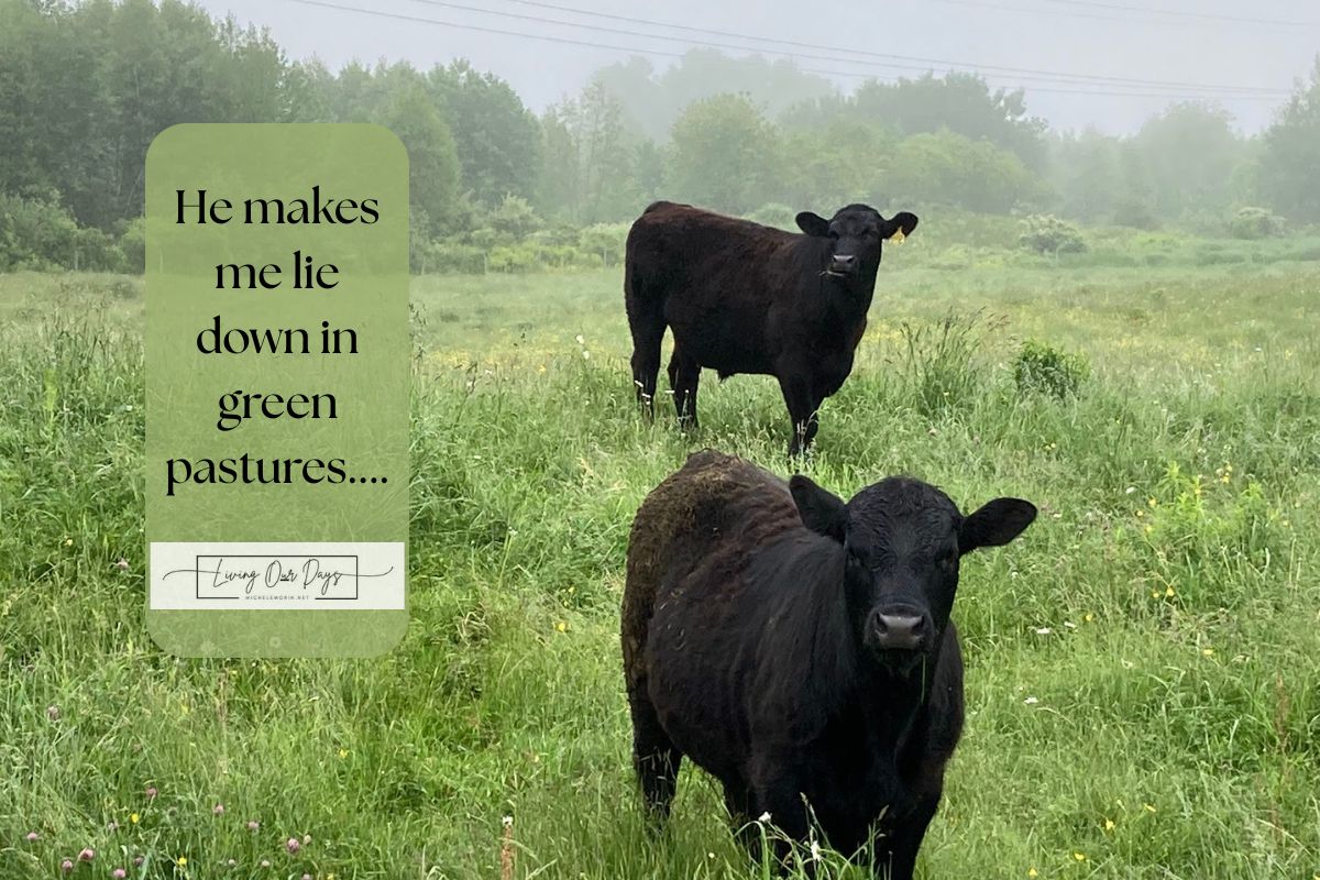 A Prayer for All the Sheep Living in Green Pastures – Living Our Days